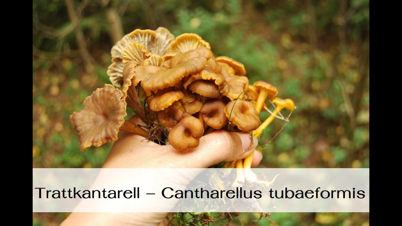 Trattkantarell – Cantharellus tubaeformis - YouTube