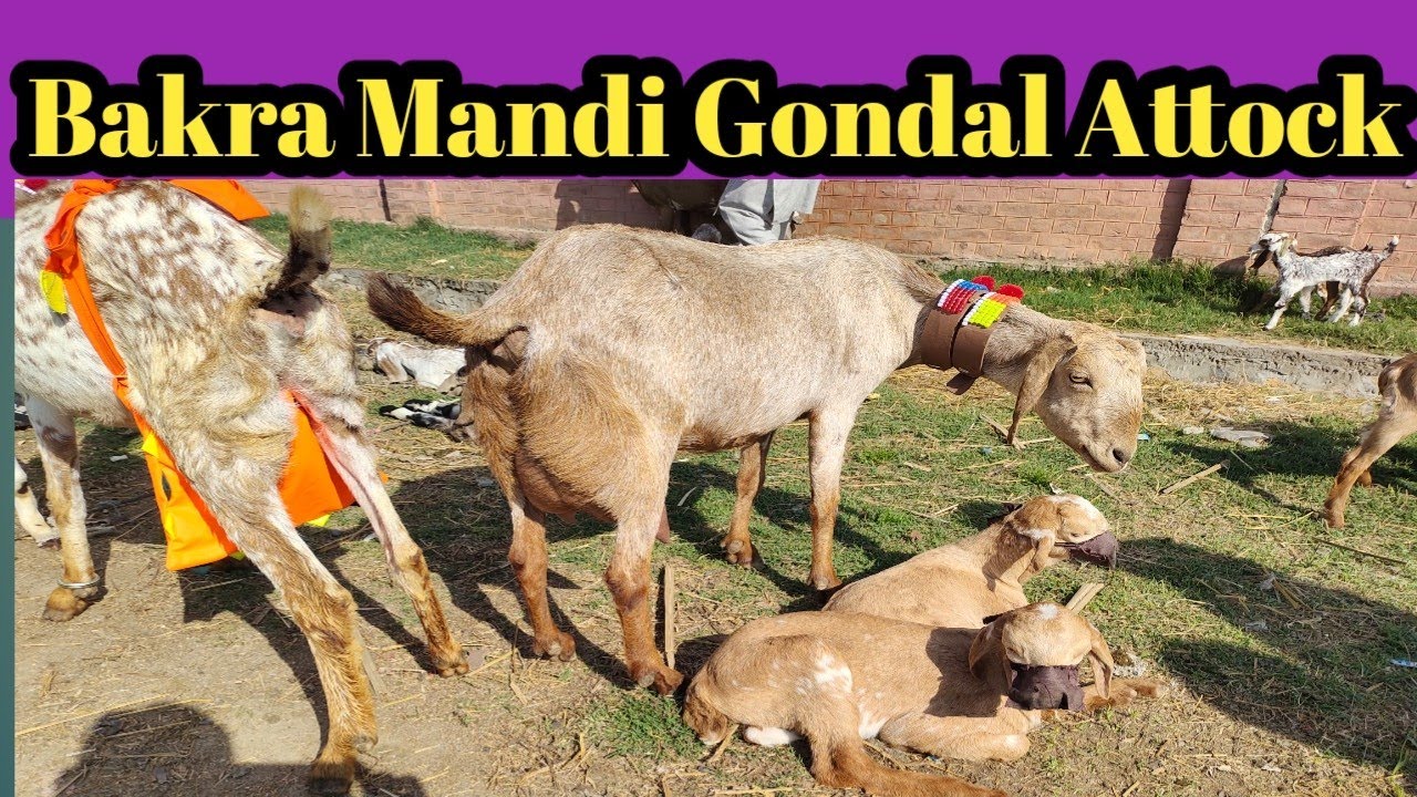 Bakra Mandi Gondal update on 6.3.2023|Gondal Bakra Mandi ki Sortihal ...