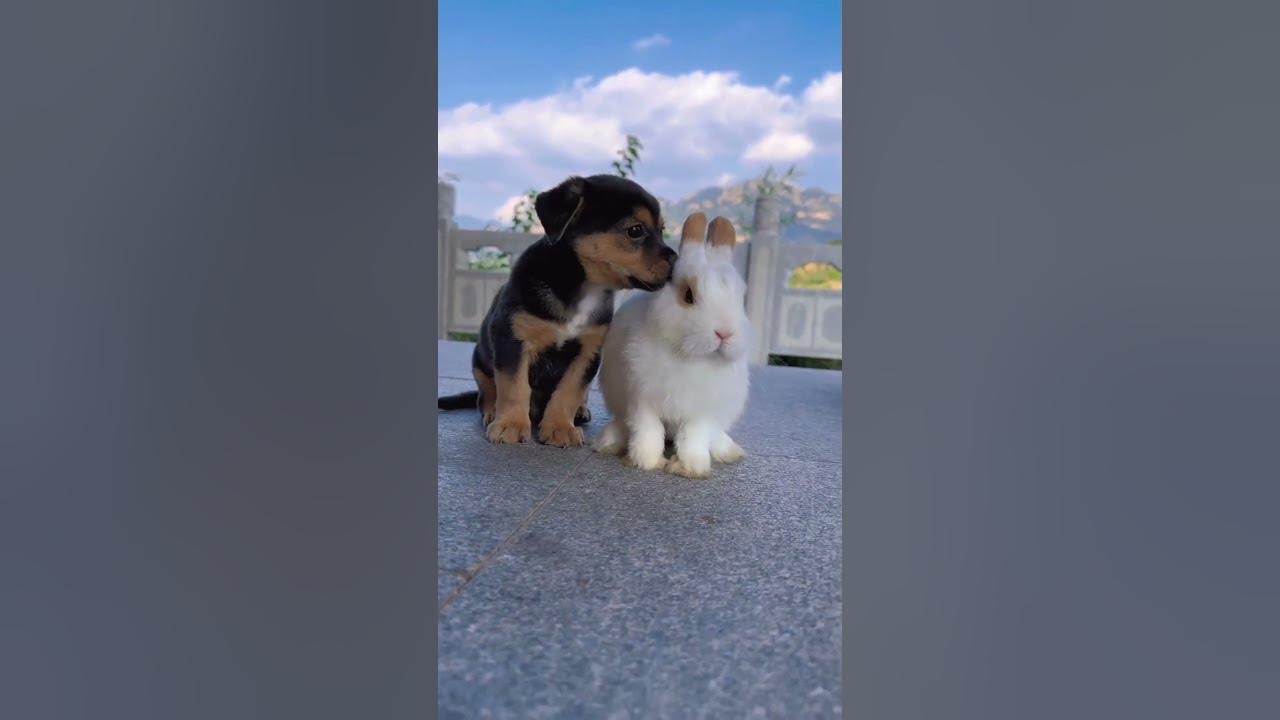 #shorts #shortvideo #beautiful #rebirth #dog #funny #dance # ...