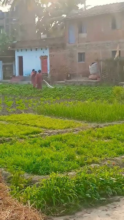 Aalu khet me Pani de rahi hai #youtubeshorts - YouTube