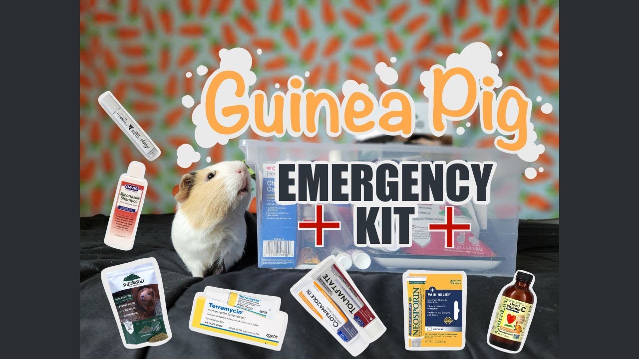 We Worked with Hundreds of Guinea Pigs | Our Emergency Kit! - YouTube