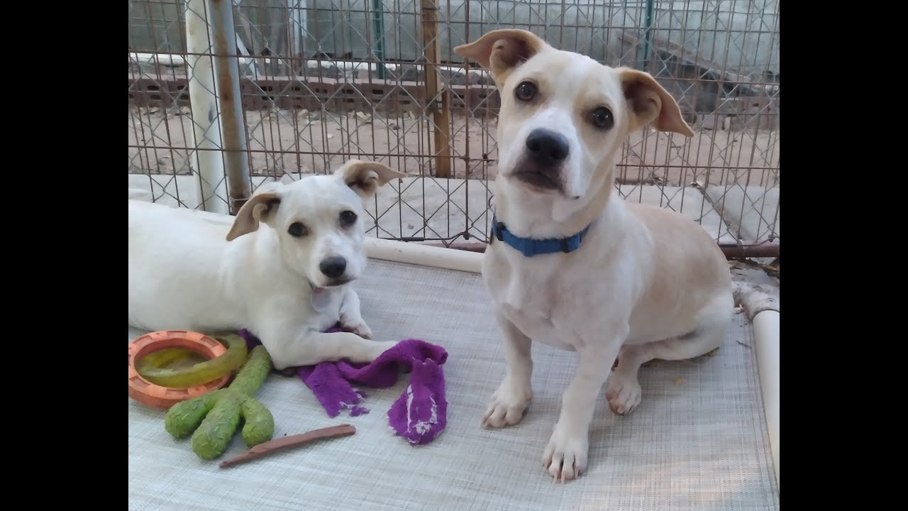 ADOPTED! Lilo and Stitch little chiweenie pups - YouTube