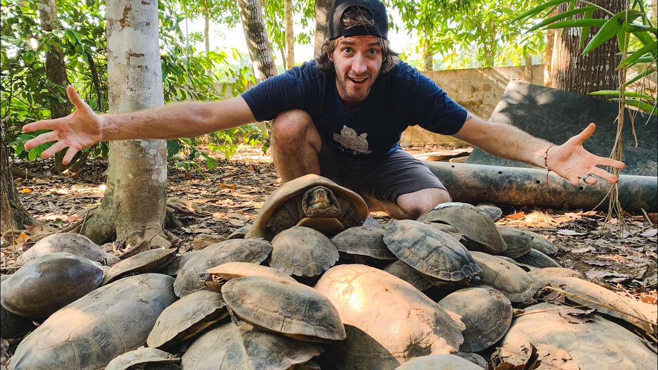 Thailand VLOG 8: House of 1000 Turtles!!!!! - YouTube