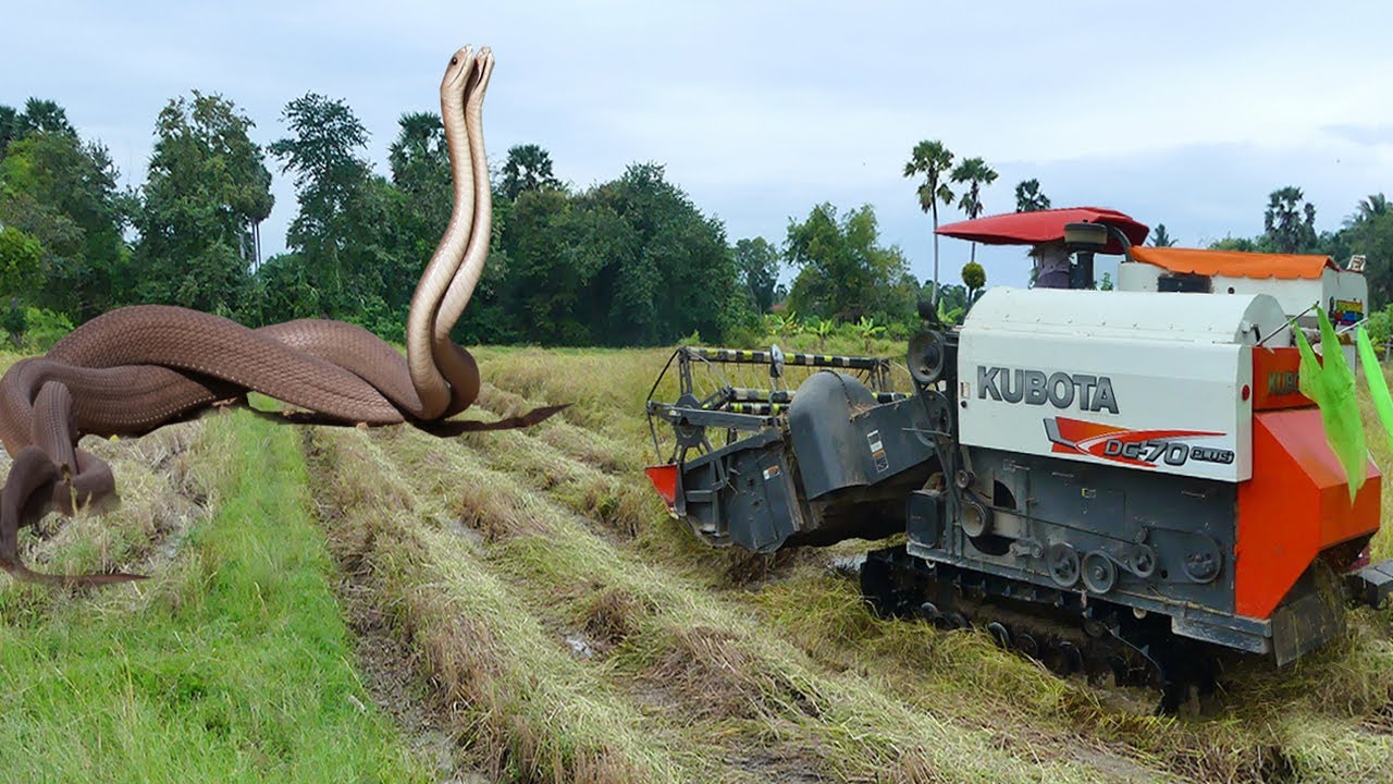Terrifying! Brave Three Boy Catch Two Big Snake Along at Rice Field ...