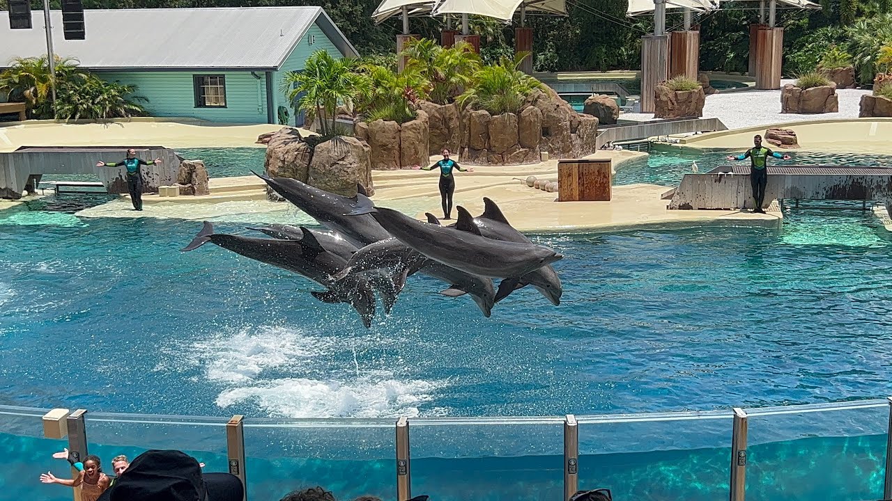Dolphin Adventures (Full Show in 4K) | SeaWorld Orlando | June 30, 2023 ...