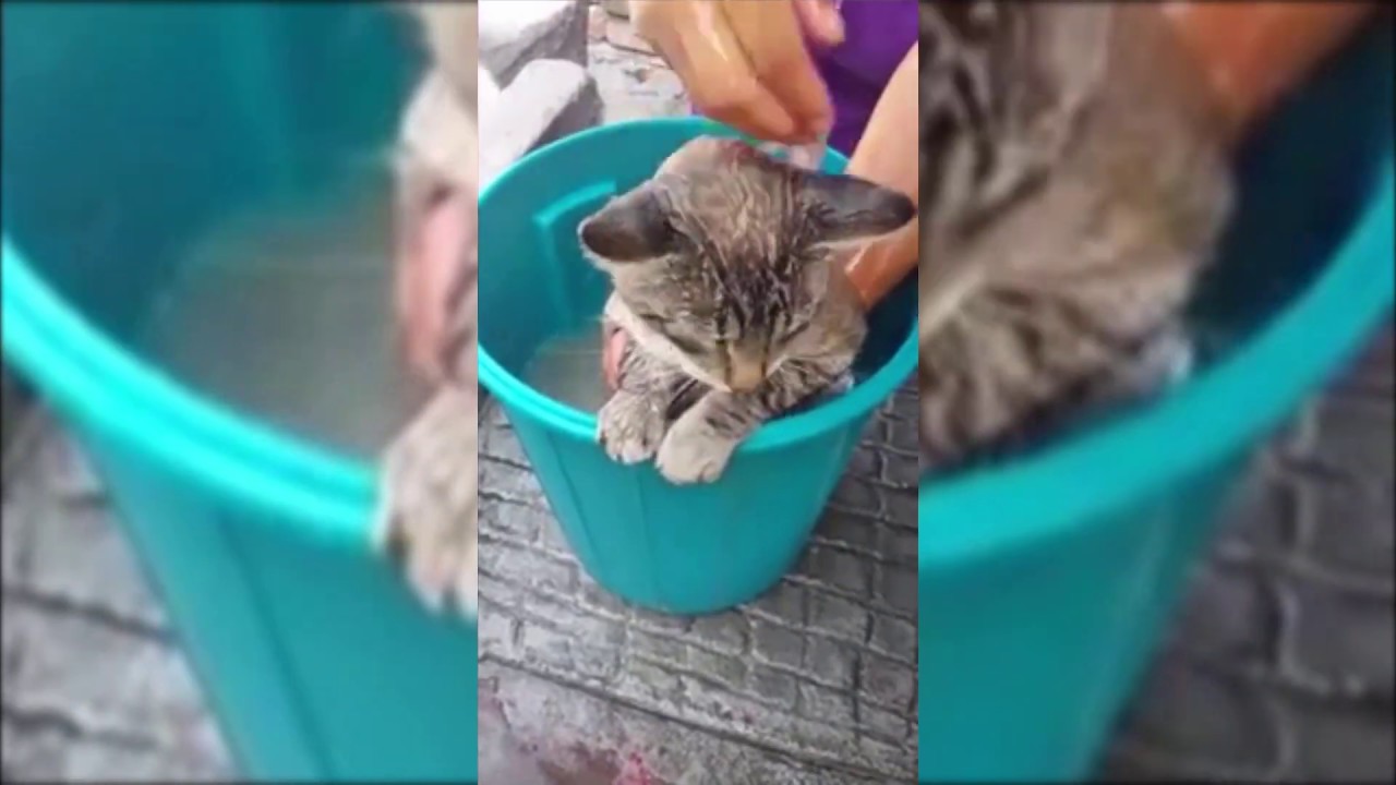 top:10 gatos hablando y llamando a Raúl 🐱🙀- Vídeos de gatitos chistosos ...