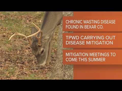 New case of Chronic Wasting Disease found in Bexar County deer, TPWD ...