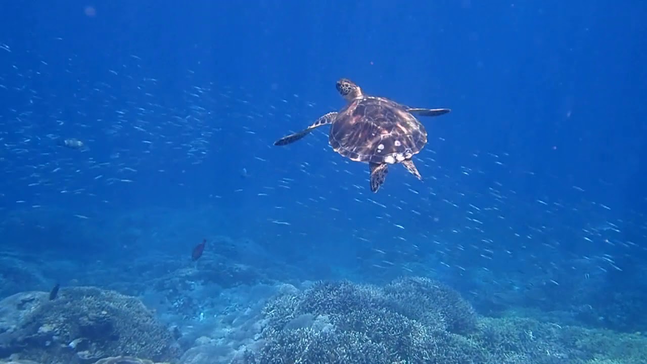 Beautiful underwaterworld of Komodo NP @ Turtle Point/Siaba Besar - YouTube