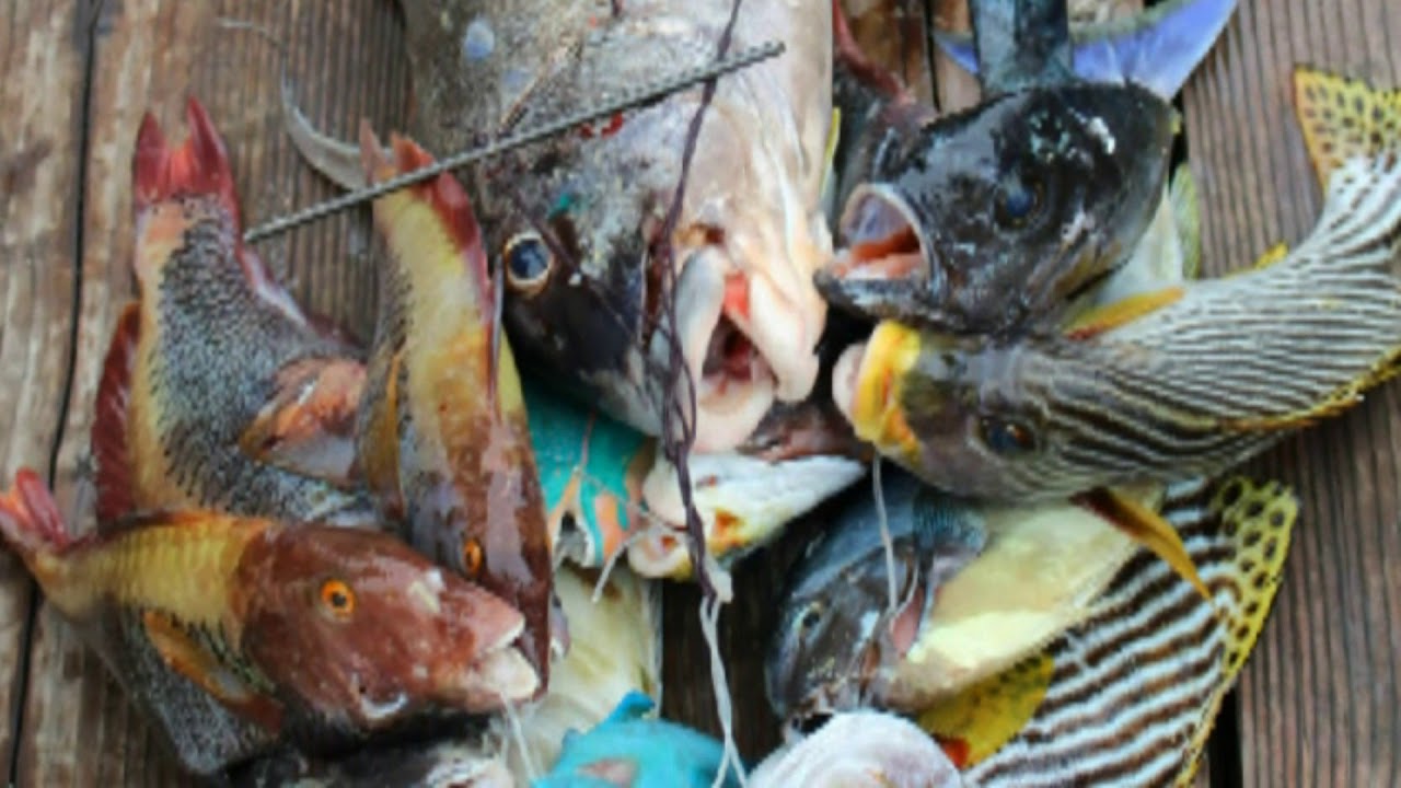 2019 Belau Games - Spearfishing - YouTube