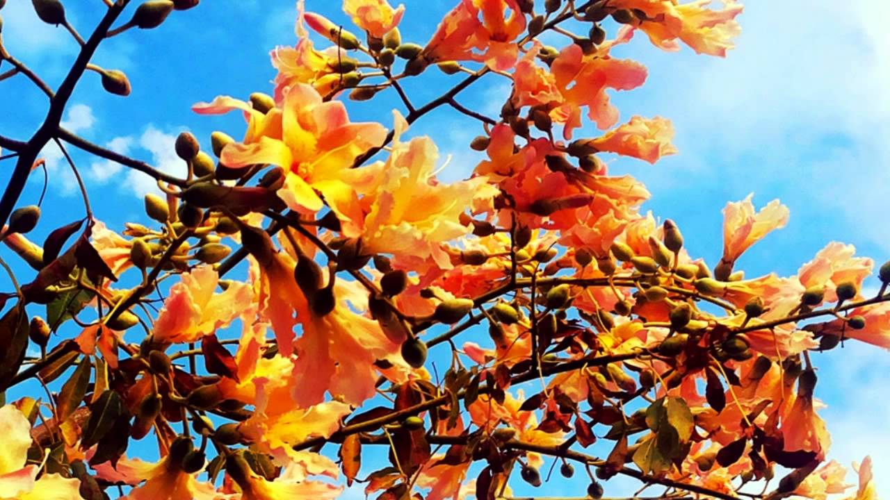 Narcotic Sound and Christian D - Labirint De Sentimente (Pascal Junior ...