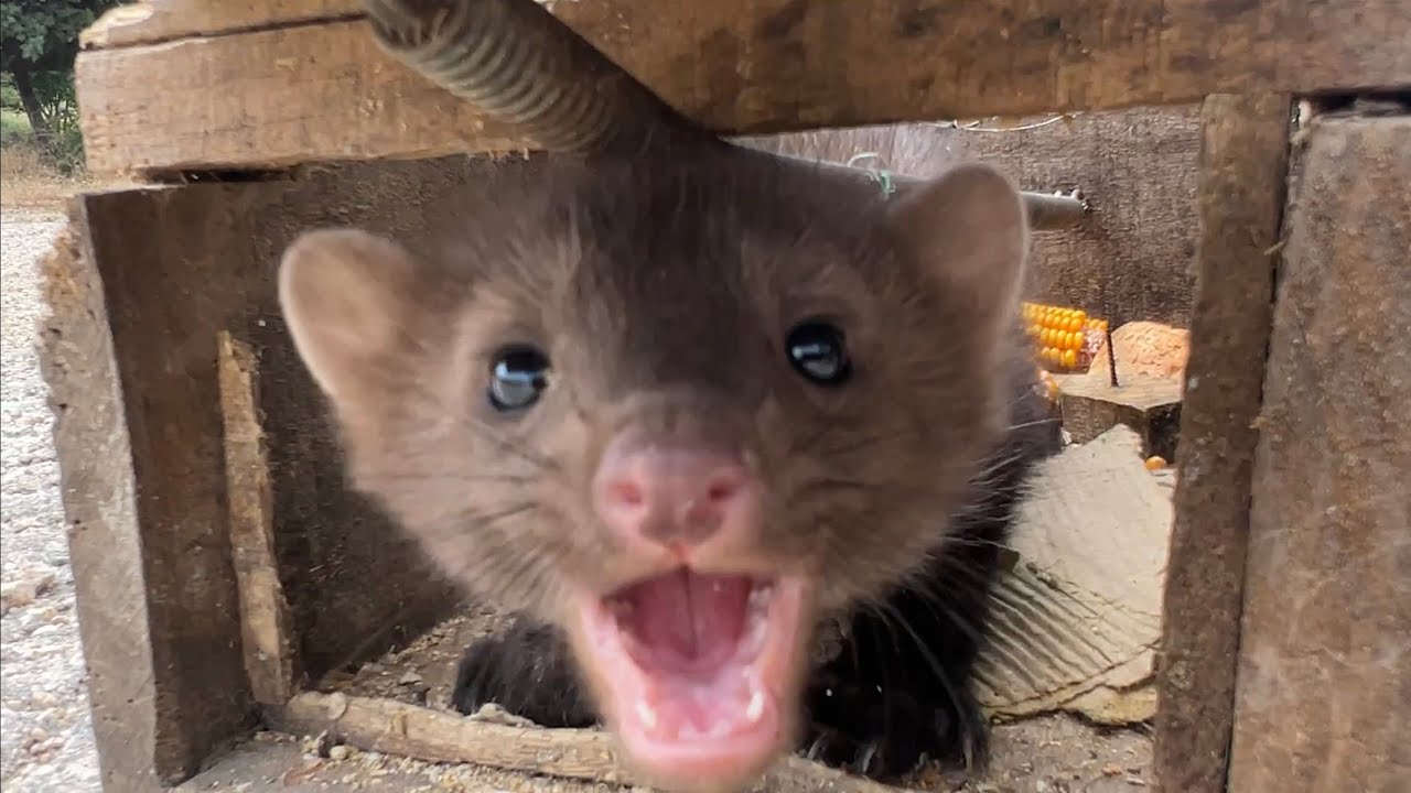 Yavru sansar 2 - sert abi - YouTube