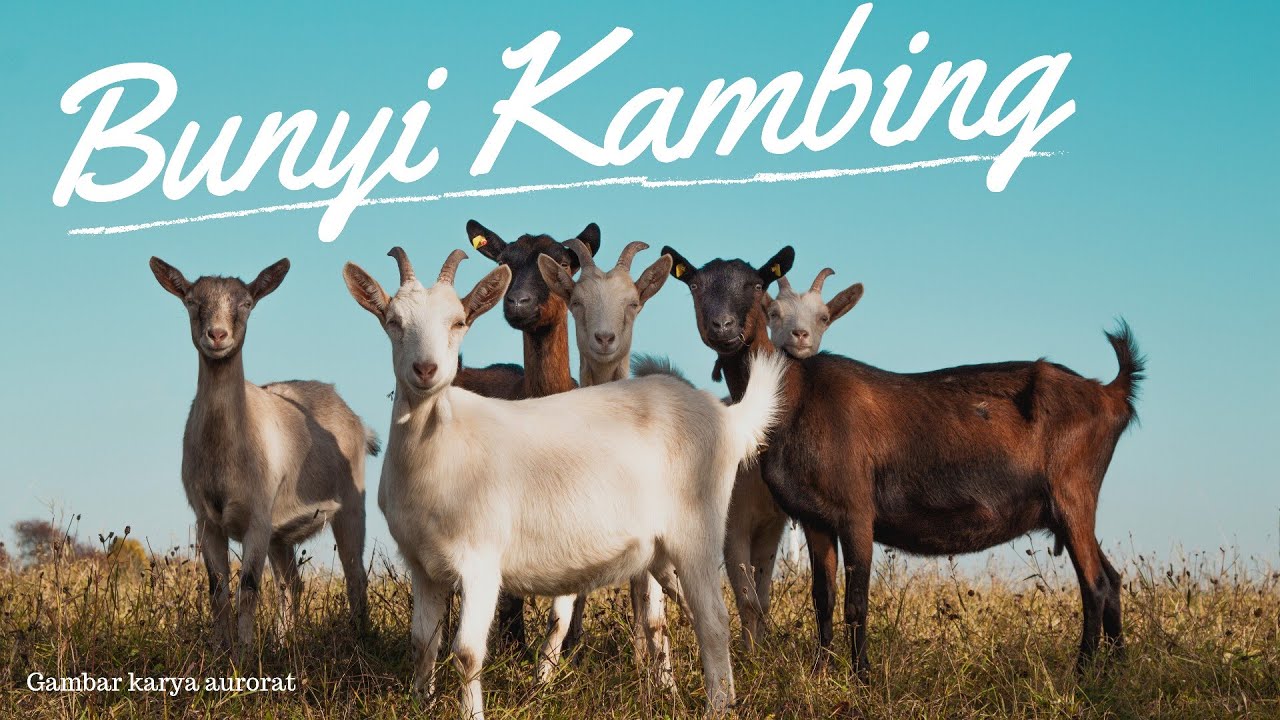 Suara Kambing | Suara Embek, Kambing Embek-Embek | Goat Sound | Eps. #6 ...