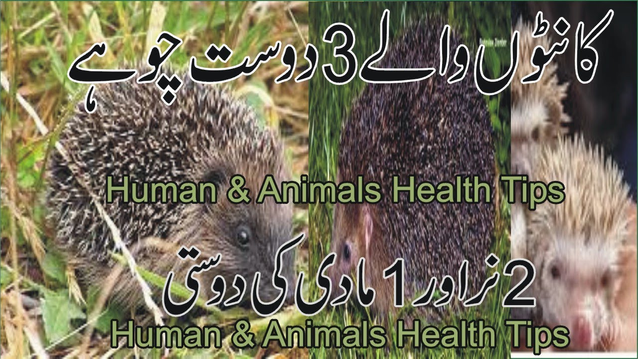 cute But Vicious Hedgehog}{}||Spider}|| Hedgehog || kanton wala choha ...