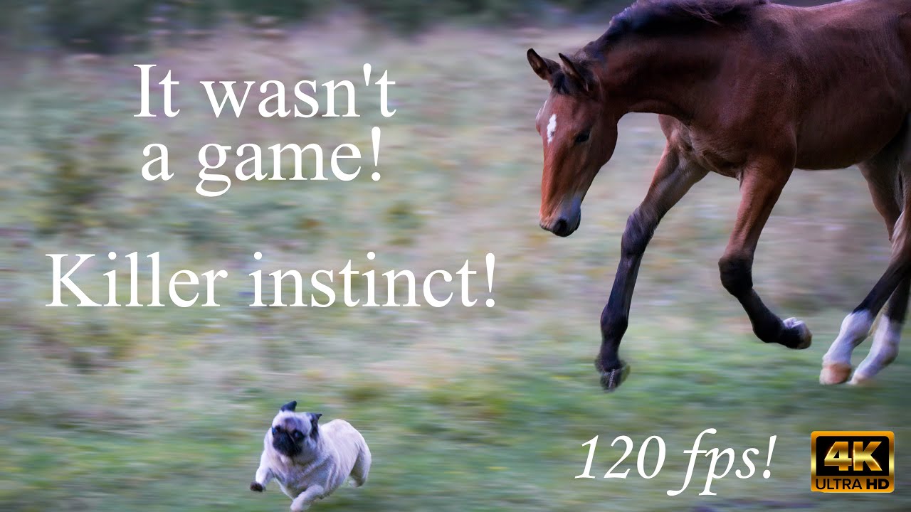 Did the foals want to kill the pug?! Лошата хотіли убити мопса?! - YouTube