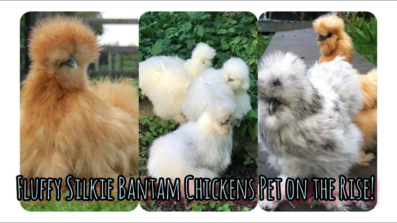 Silkies Fluffy Chicken Pets, Ideal if You have a Large Backyard and Fun ...