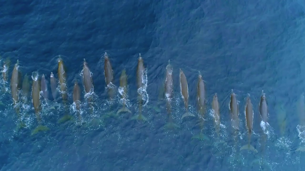 Rare Baird's beaked whales spotted off California - YouTube