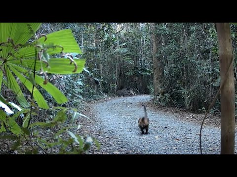 Bennett's Tree Kangaroo, Daintree - YouTube