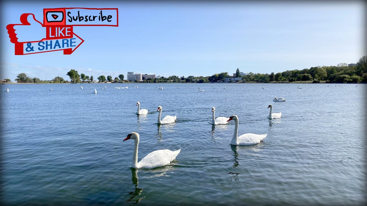 Lebede Albe pe Lacul Neptun 2 / Constanta / Romania - 19 Sept. 2020 ...