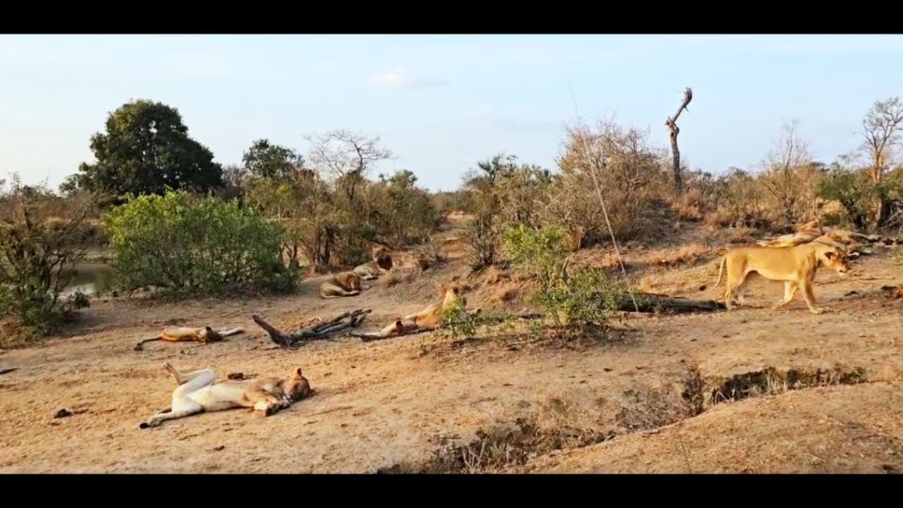 Monwana Lion Pride Resting | Mapoza Male Lion with them | 21 July 2024 ...