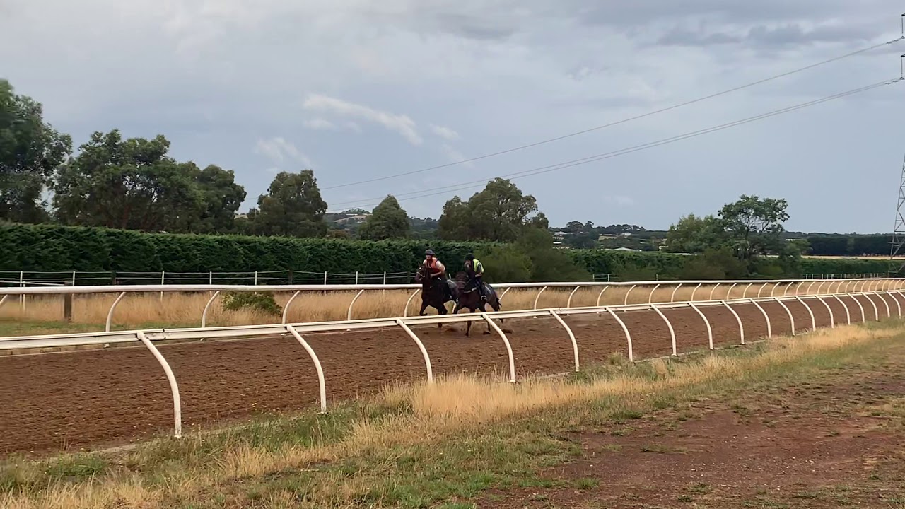 Real Impact colt) closest and Warrior’s Reward filly (far side) gallop ...