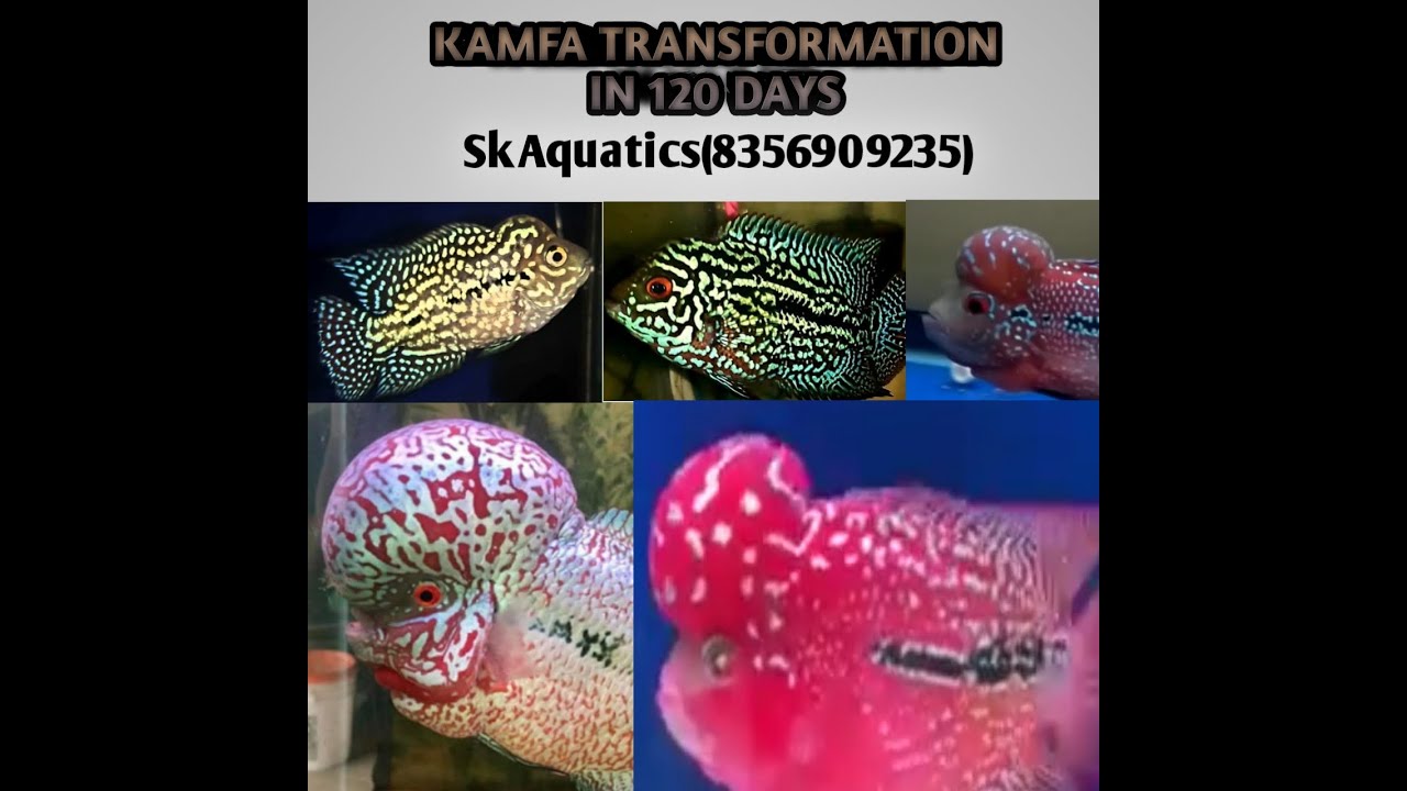 KAMFA F2 FLOWERHORN || 120 Days Transformation || BIG KOK. - YouTube