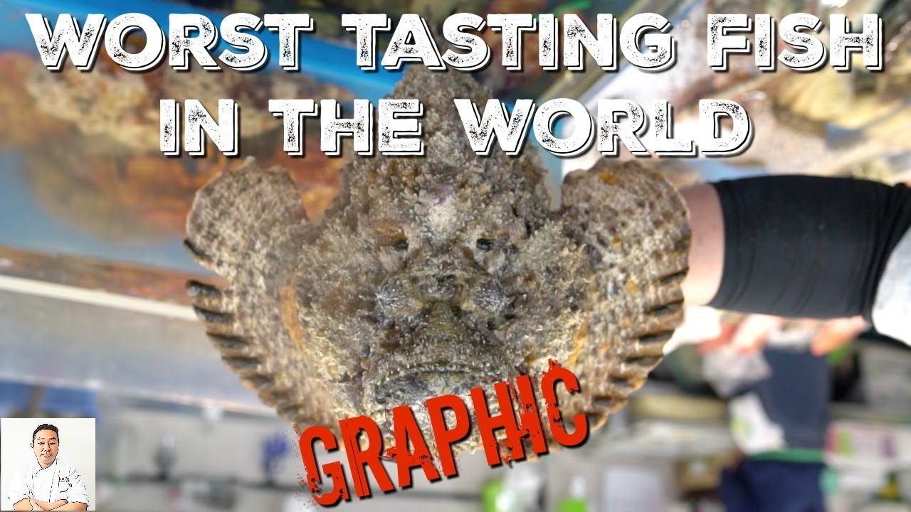 EXTREMELY GRAPHIC: WORLD'S MOST VENOMOUS Fish is World's Worst Tasting ...