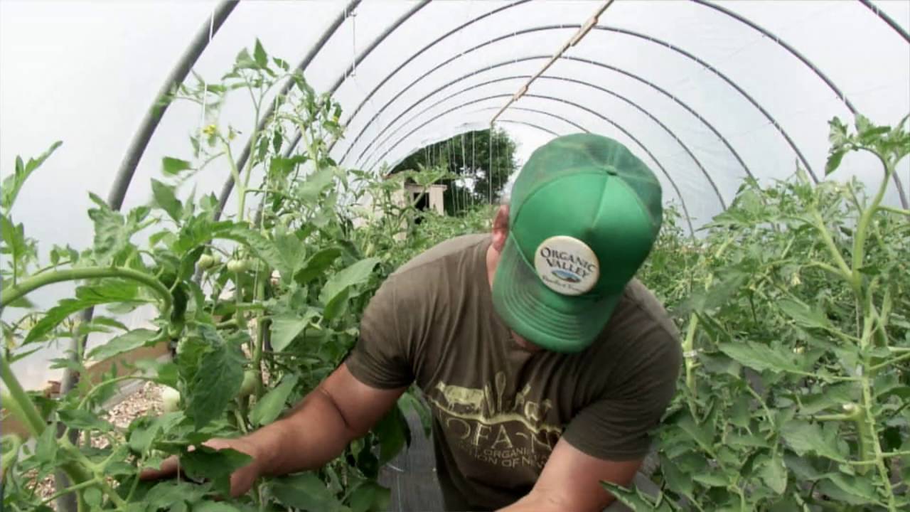 NOFA Basic Single leader Tomato Trellising HD - YouTube