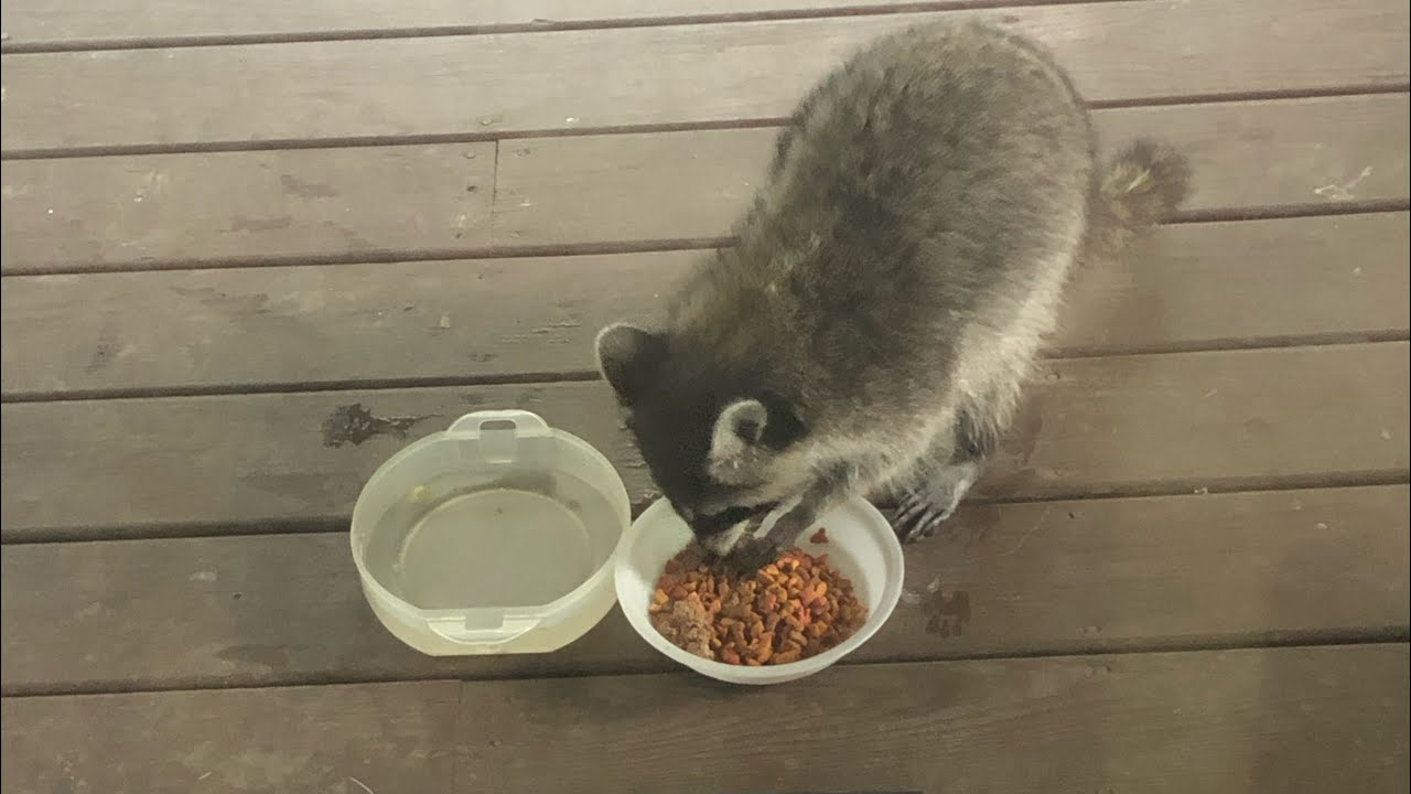 Tommy the raccoon 🦝 - YouTube