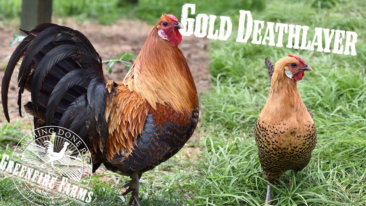 Gold Deathlayer│Greenfire Farms - YouTube