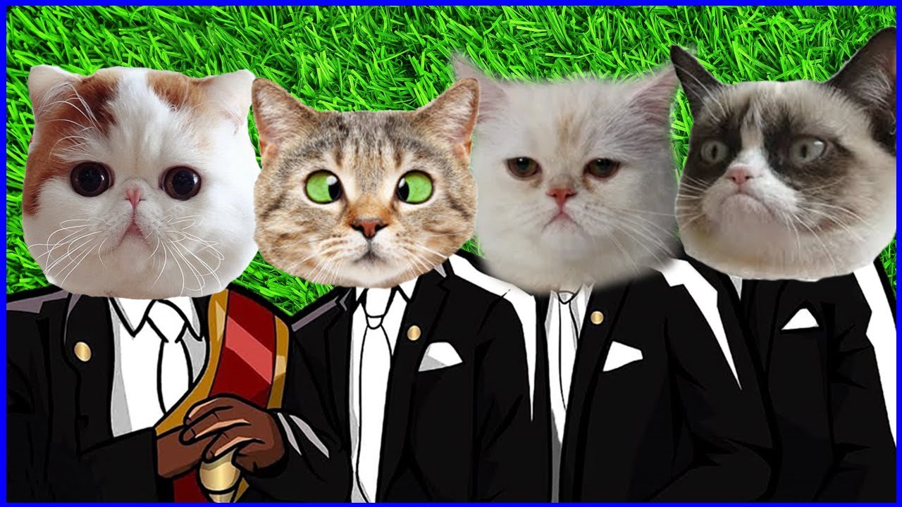 🐱🐈 How the cute kitties spend their day - Coffin Dance Song (COVER ...