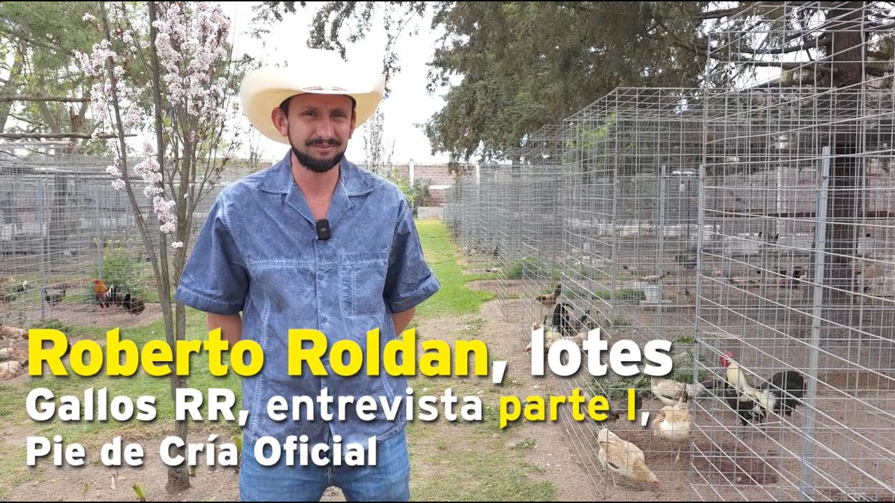 Roberto Roldán, lotes, Gallos RR, entrevista parte I, Pie de Cría ...