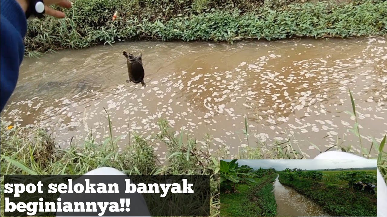 MANCING DI SELOKAN PINGGIR SAWAH SELAIN IKAN,BANYAK BULUS/LABI-LABI NYA ...