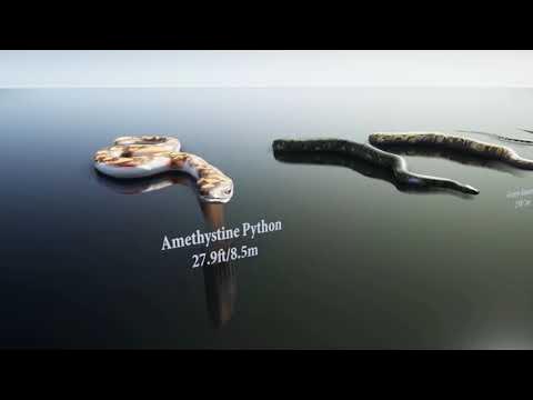 Snakes Size Comparison 3D - YouTube