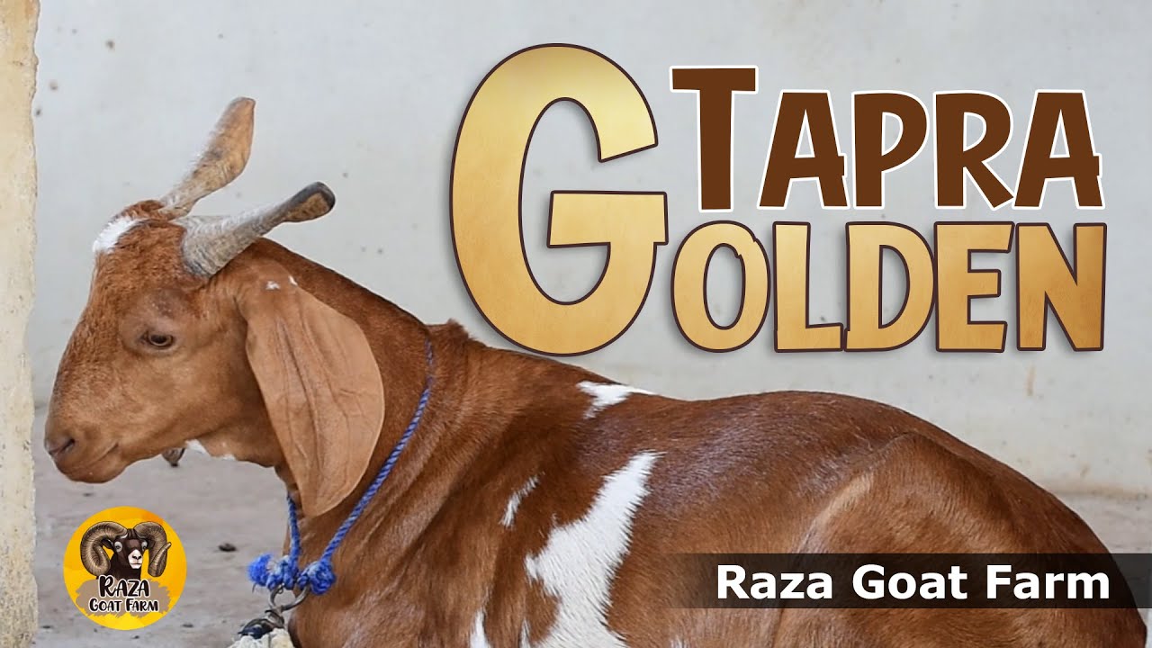 VIP Golden Tapra | For Sale | Raza Goat Farm - YouTube