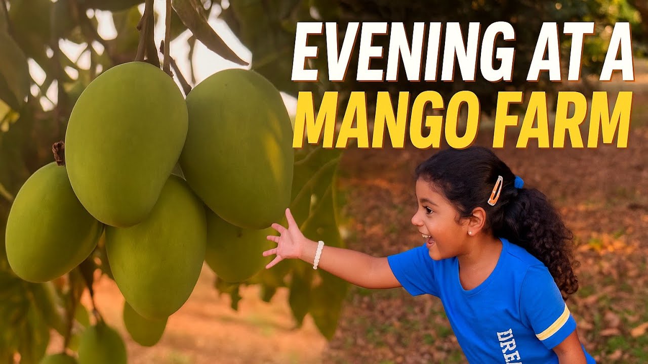 A Chill Evening at a Mango Farm Near Bengaluru | Glimpse of Mango Farm ...
