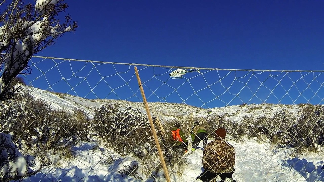 IDAHO DEER TRAPPING - YouTube