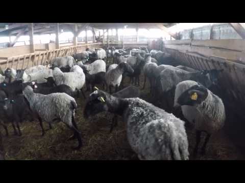 барашки схп гашино