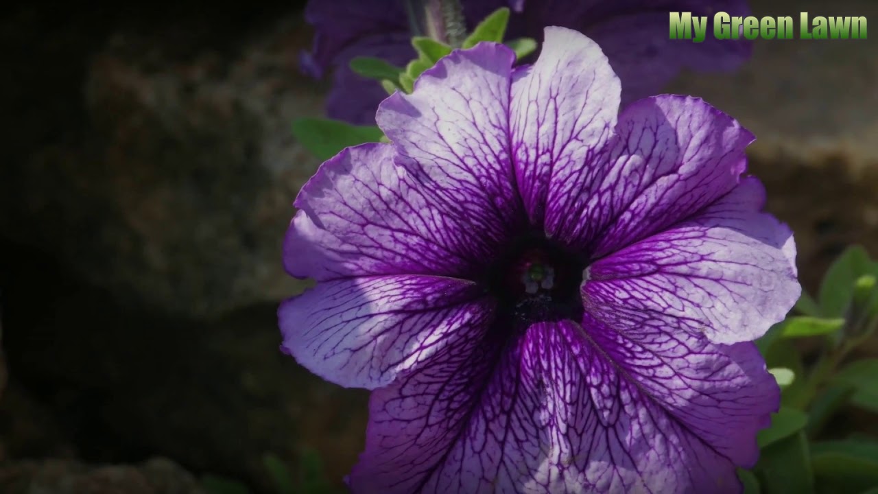 How to Plant a Grancy Graybeard Tree - YouTube