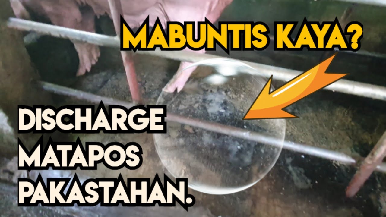 Bakit may discharge pagkatapos pakastahan ang inahin? - YouTube