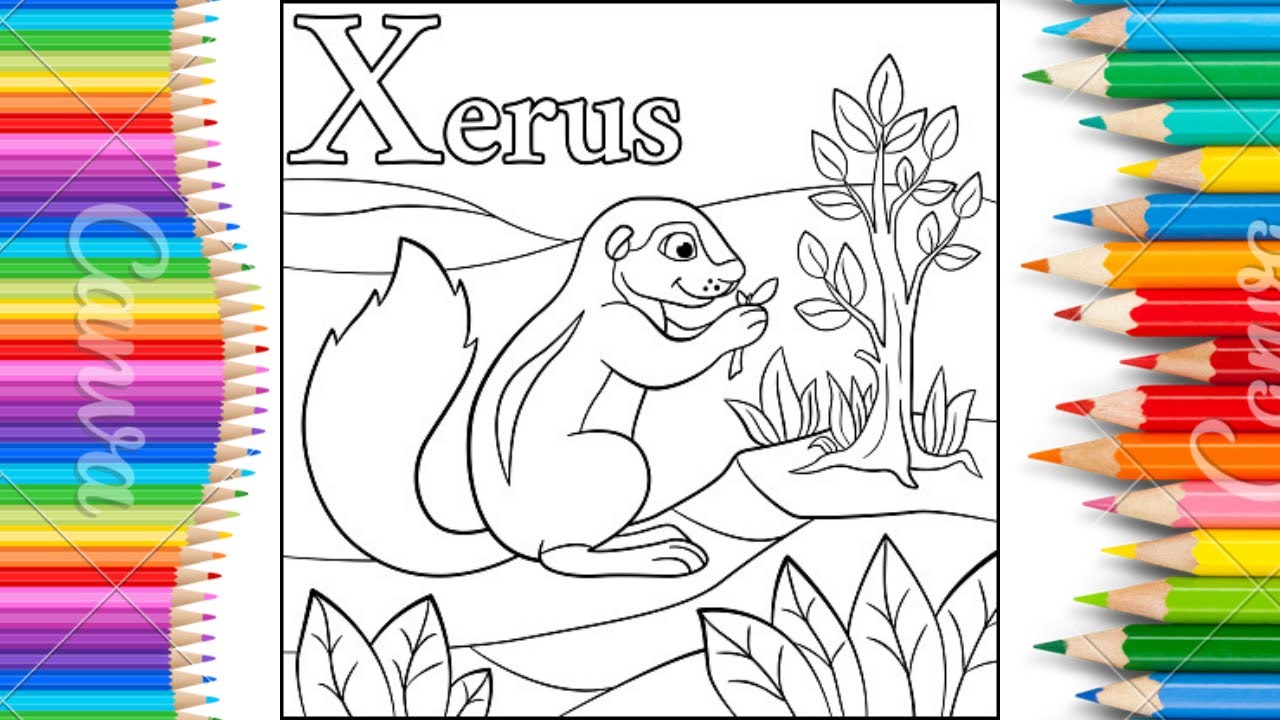 Xerus Drawing