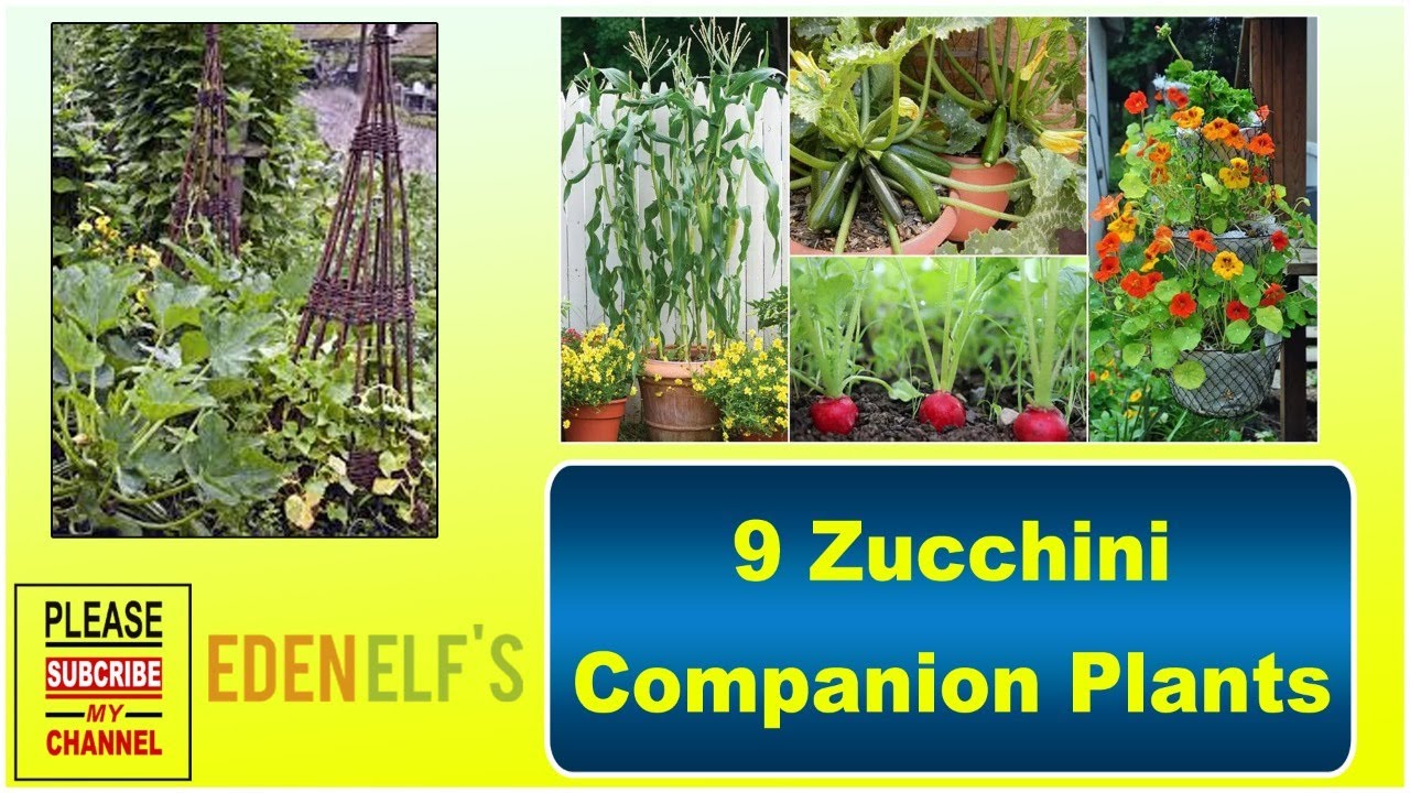 Zucchini Companion Plants | 9 Zucchini Companion Plants - YouTube