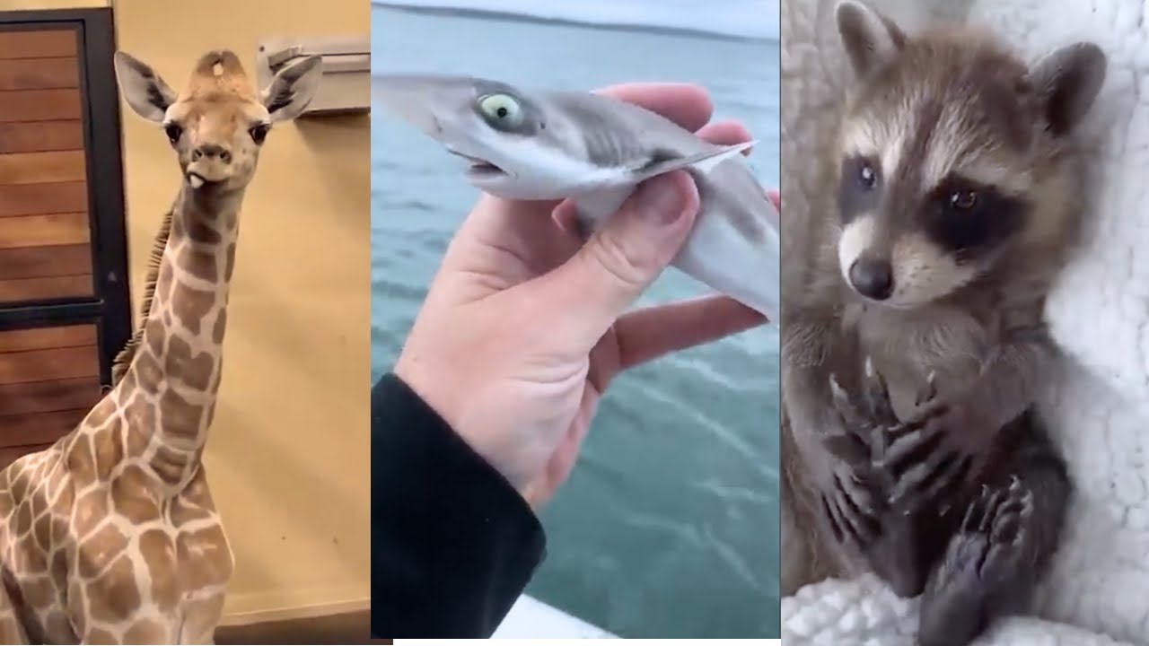 Incredible Animal Transformations - Before & After Animals Growing Up ...