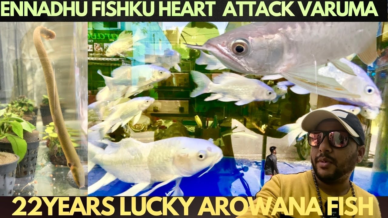 FISHKU HEART ATTACK VARUMA | KOLATHUR FISH MARKET | 22YEARS OLD ...