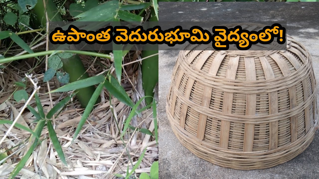 ఉపాంత వెదురుభూమి వైద్యంలో || veduru chettu #Bambootree uses in telugu ...