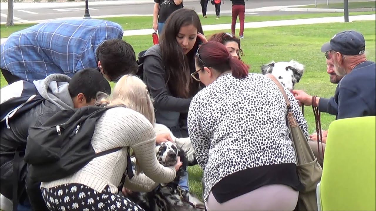 DOG THERAPY DAY CSUCI 5 7 15 - YouTube