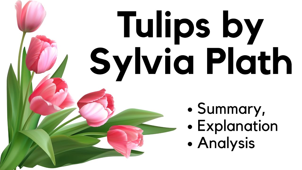 Tulips by Sylvia Plath | Summary, Explanation and Analysis - YouTube