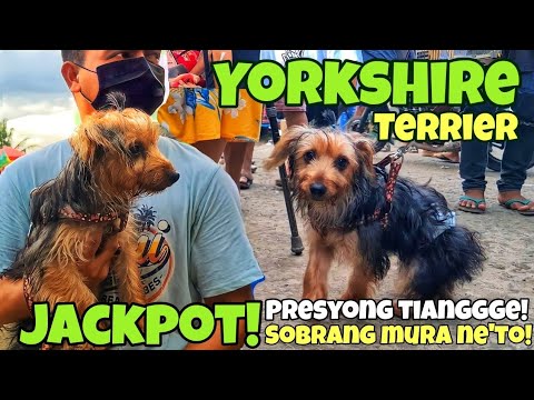 How Much Is Yorkshire Terrier In The Philippines