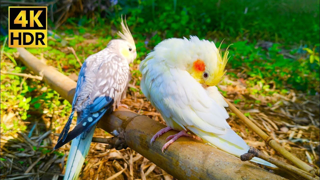 Peaceful Cockatiel Grooming (1 Hour) | Soft Bird Chirping, Forest ...