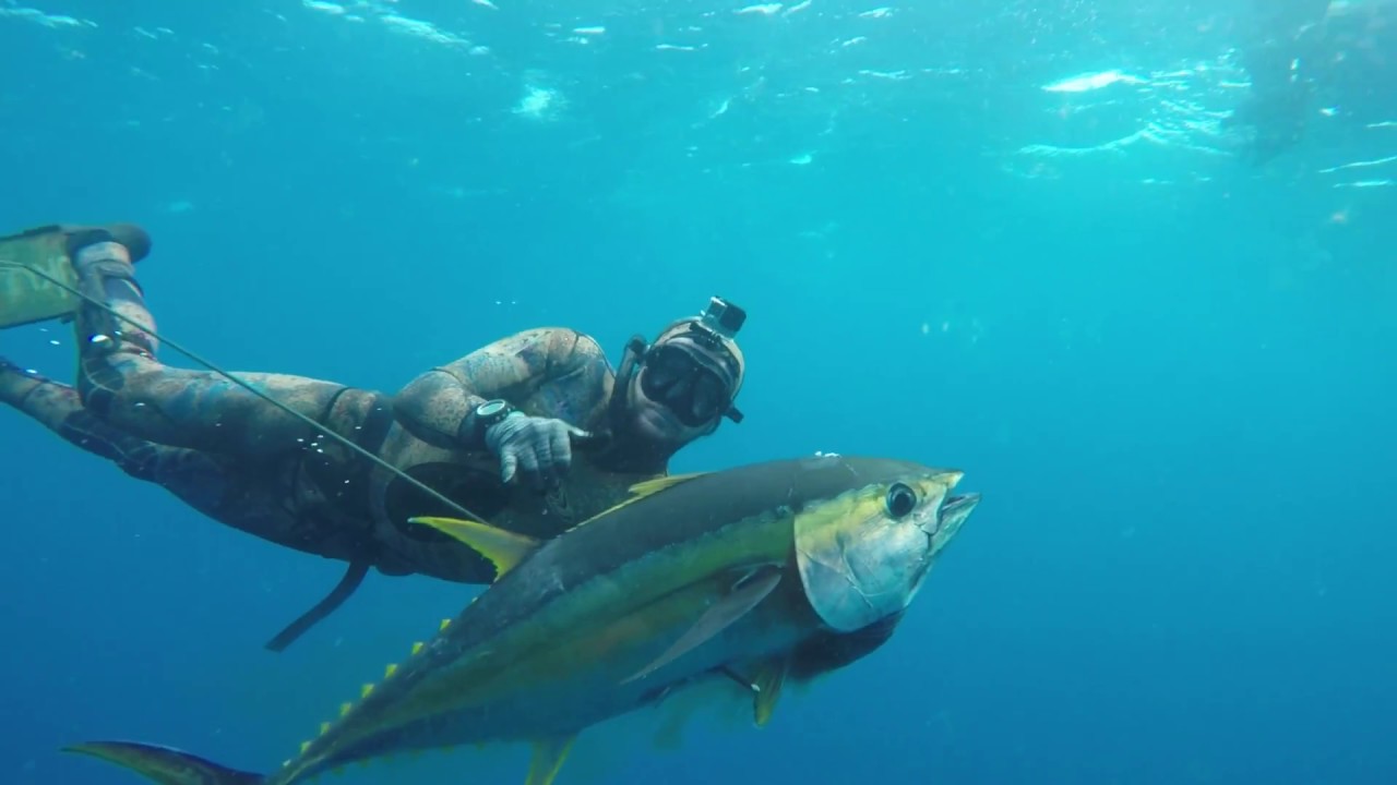 Norfolk Island Spearfishing - Ep 1 - YouTube