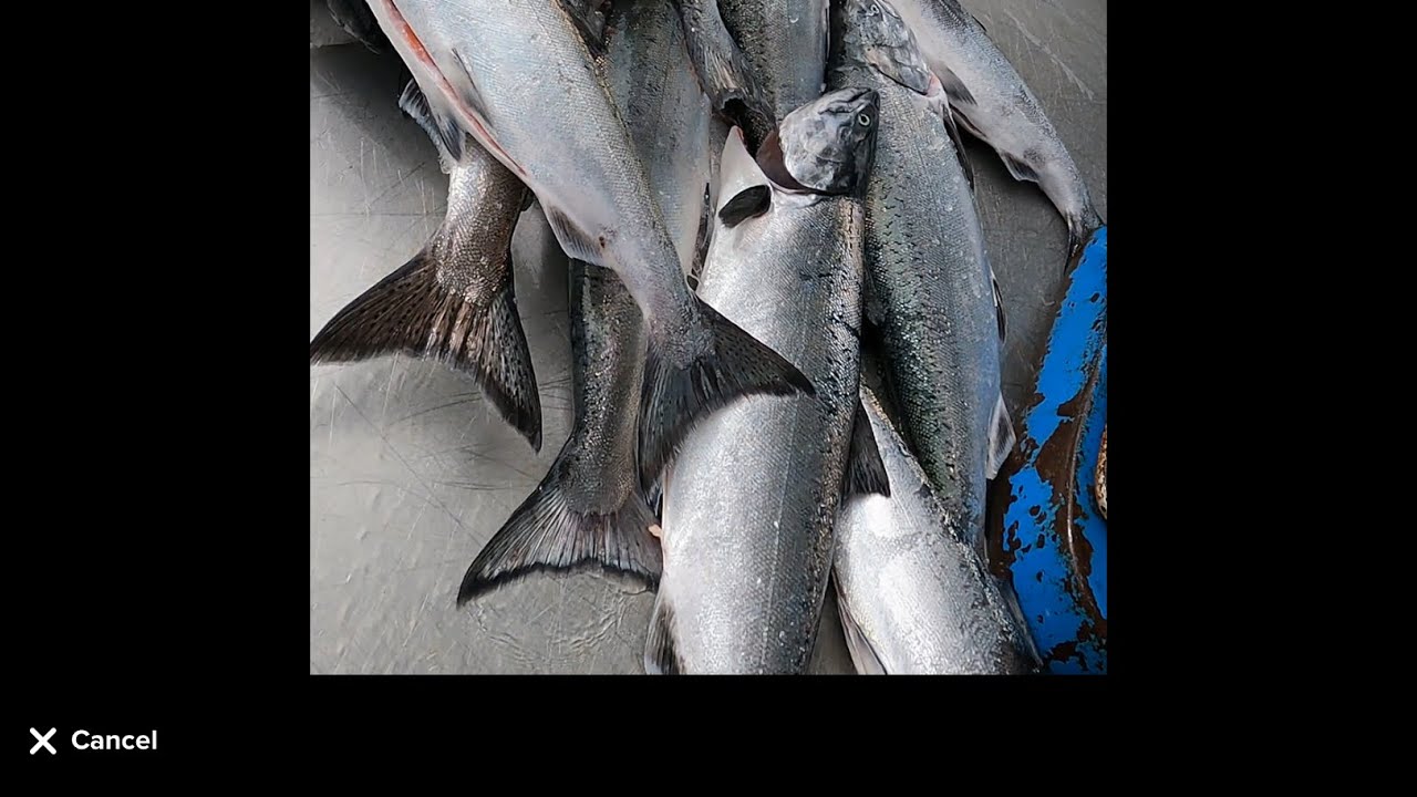 How To Sharpen Hooks W Sharpening Stone (Pro Tips) Alaska Commercial ...